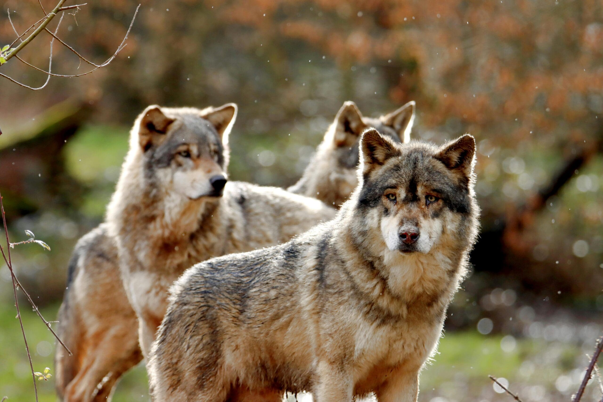 Conservation Groups Sue to Restore Endangered Species Protection for ...