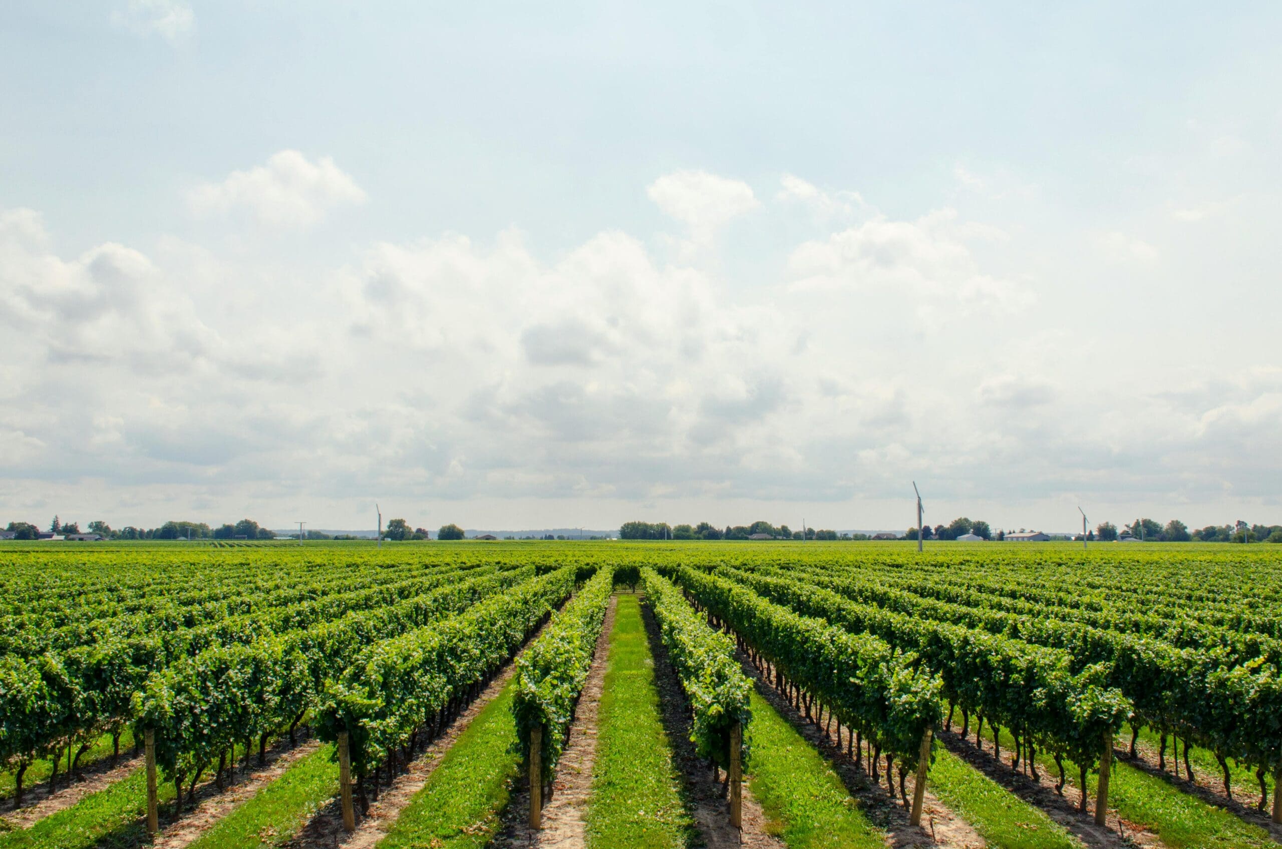 California Vineyard Owner Fined $120K for Providing Free Housing to ...